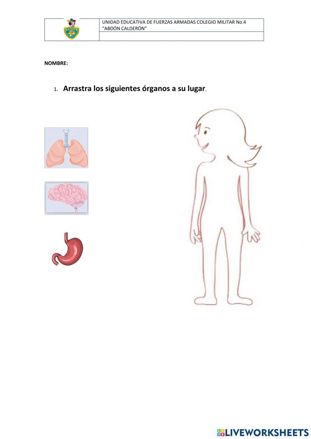 Los órganos de mi cuerpo worksheet | Live Worksheets