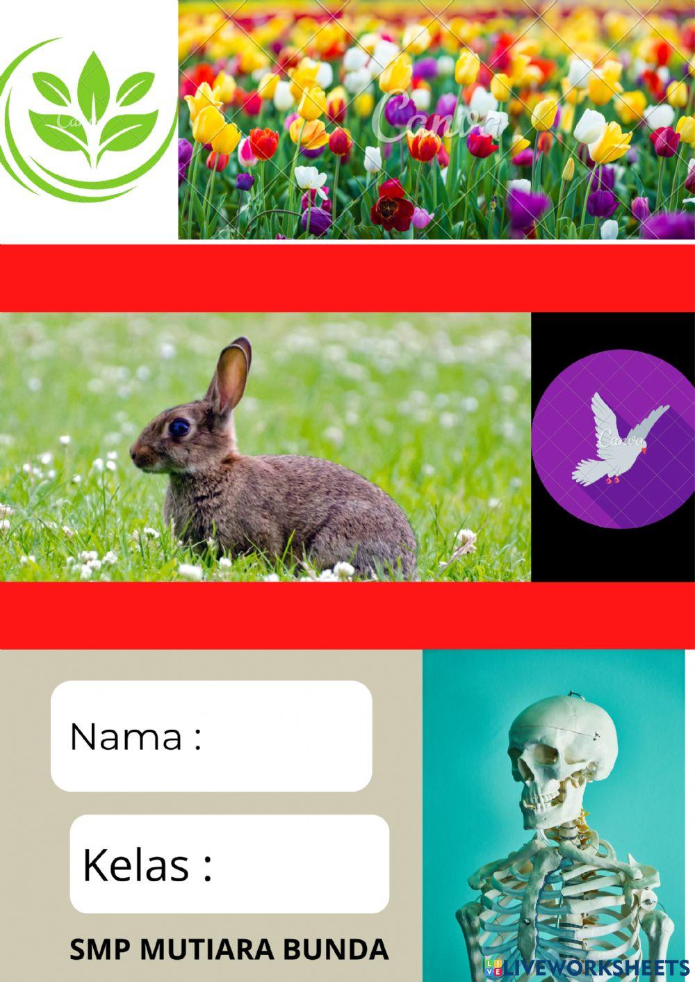 IPA-tes | Free Interactive Worksheets | 5166646