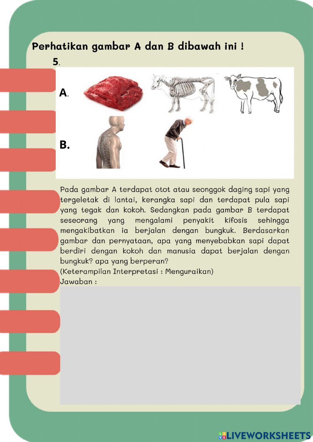 IPA-tes | Free Interactive Worksheets | 5166646