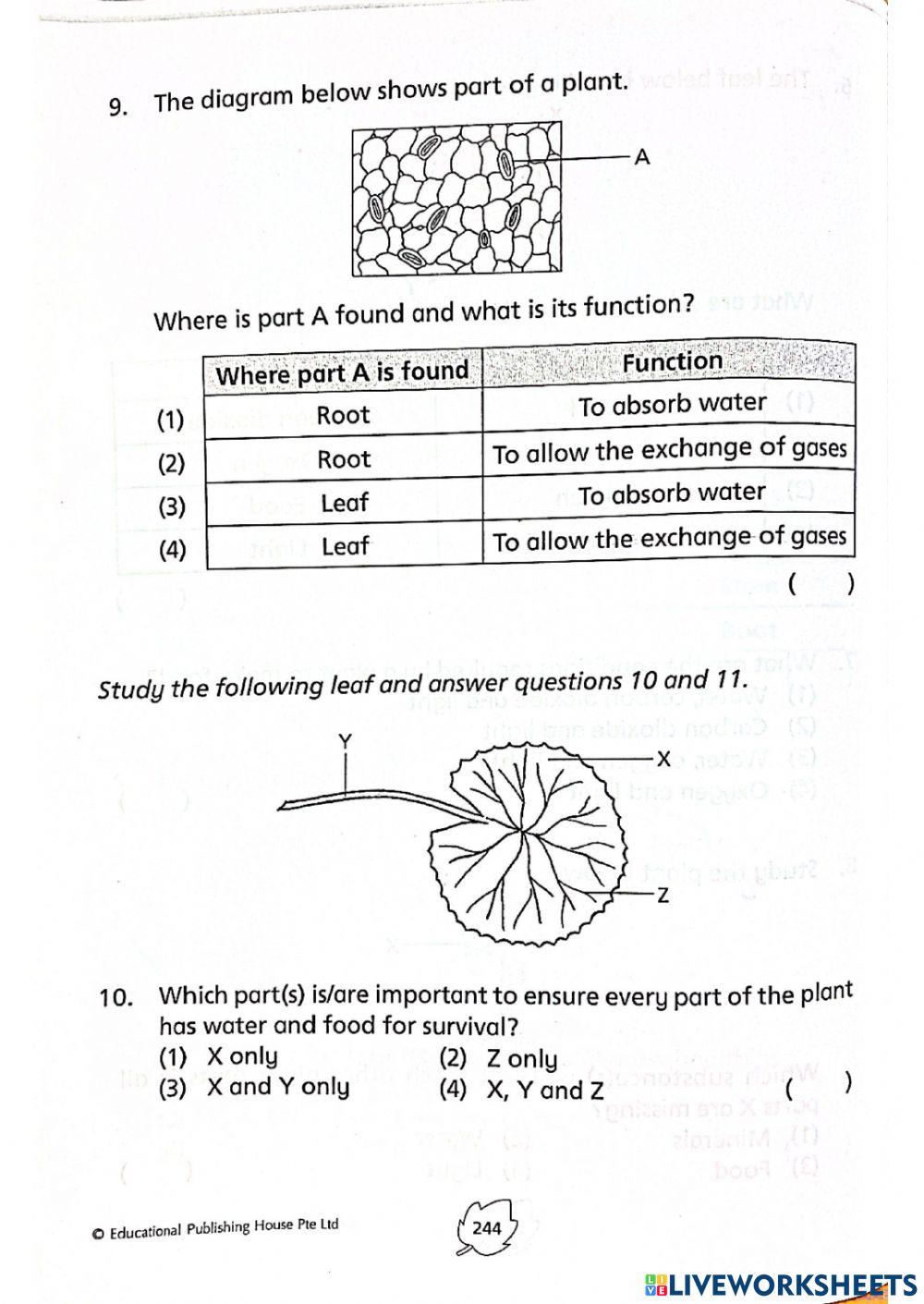 Plants online exercise for Grade 4 | Live Worksheets