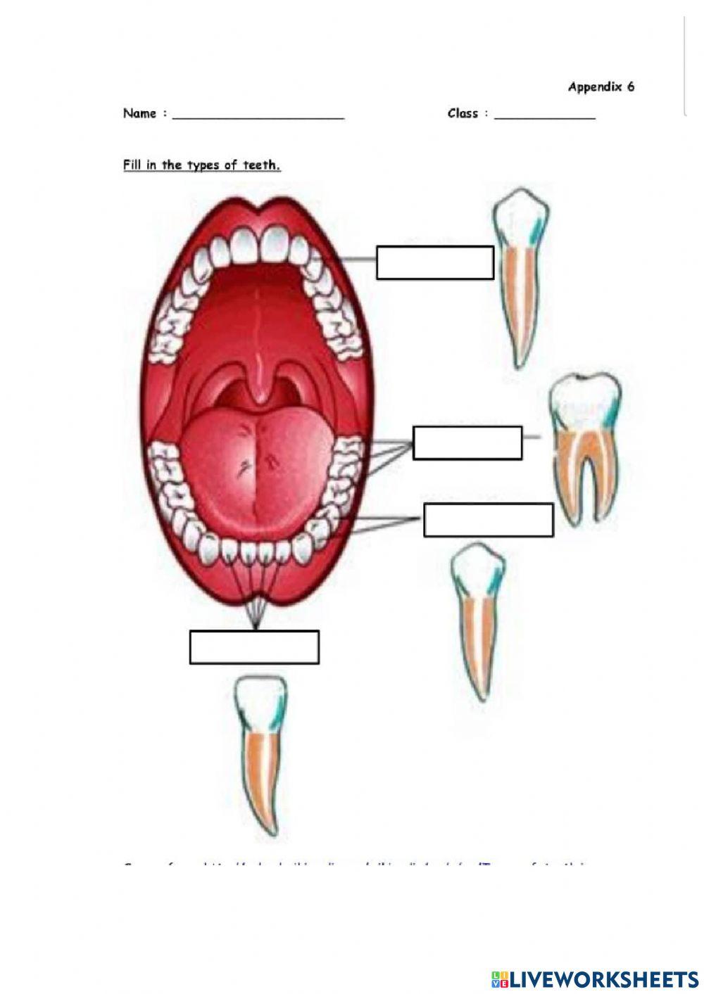 1413043 | My Teeth | TeacherIzwany | LiveWorksheets