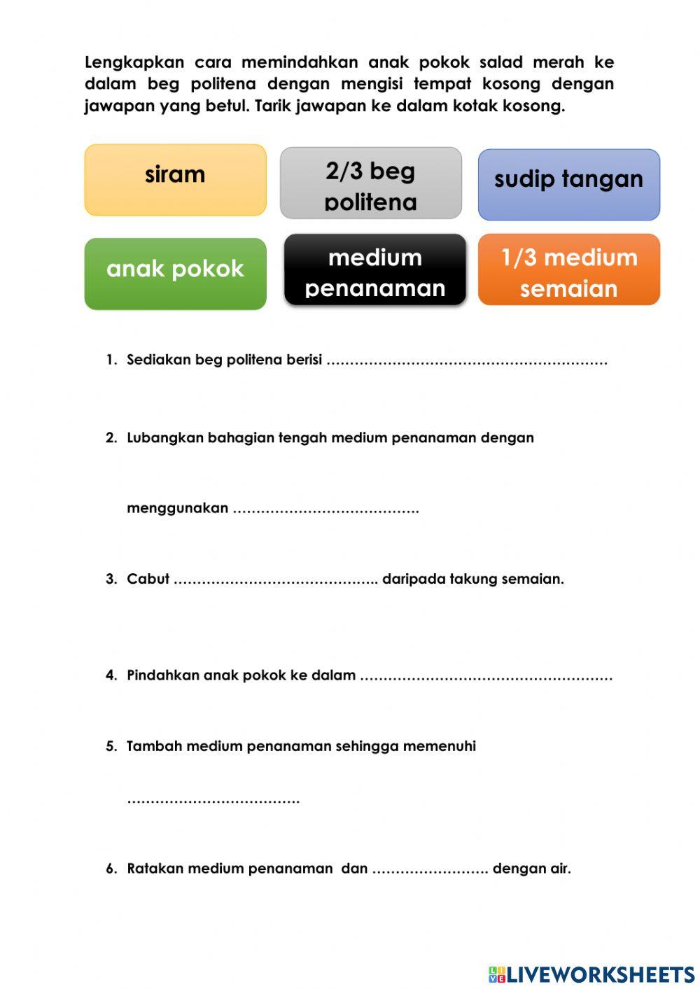 Memindahkan anak pokok salad merah ke dalam beg