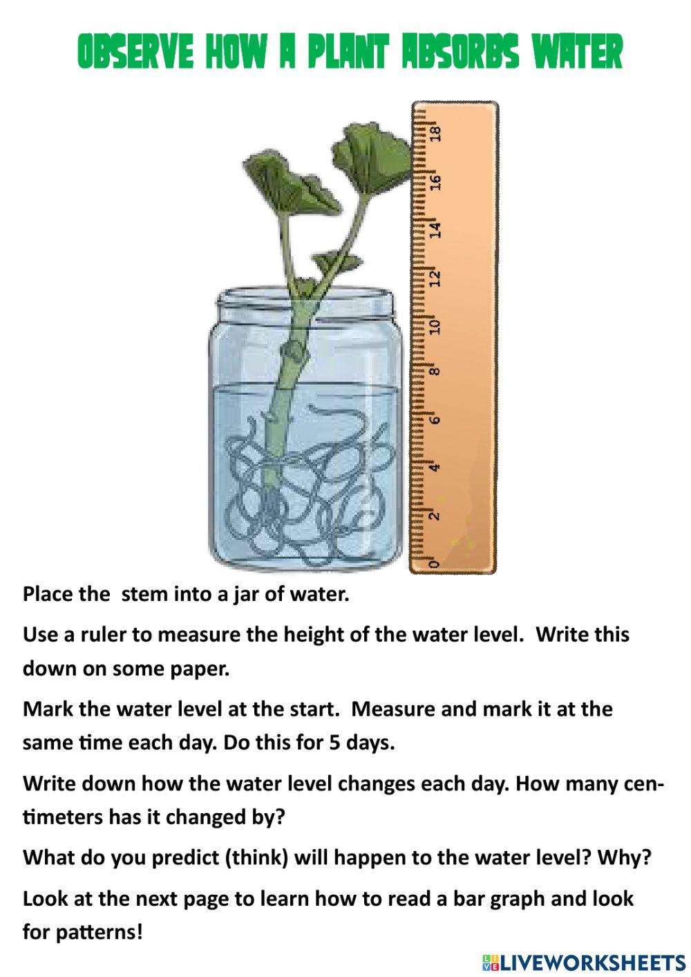 Plants Absorb W… | Free Interactive Worksheets | 1415487