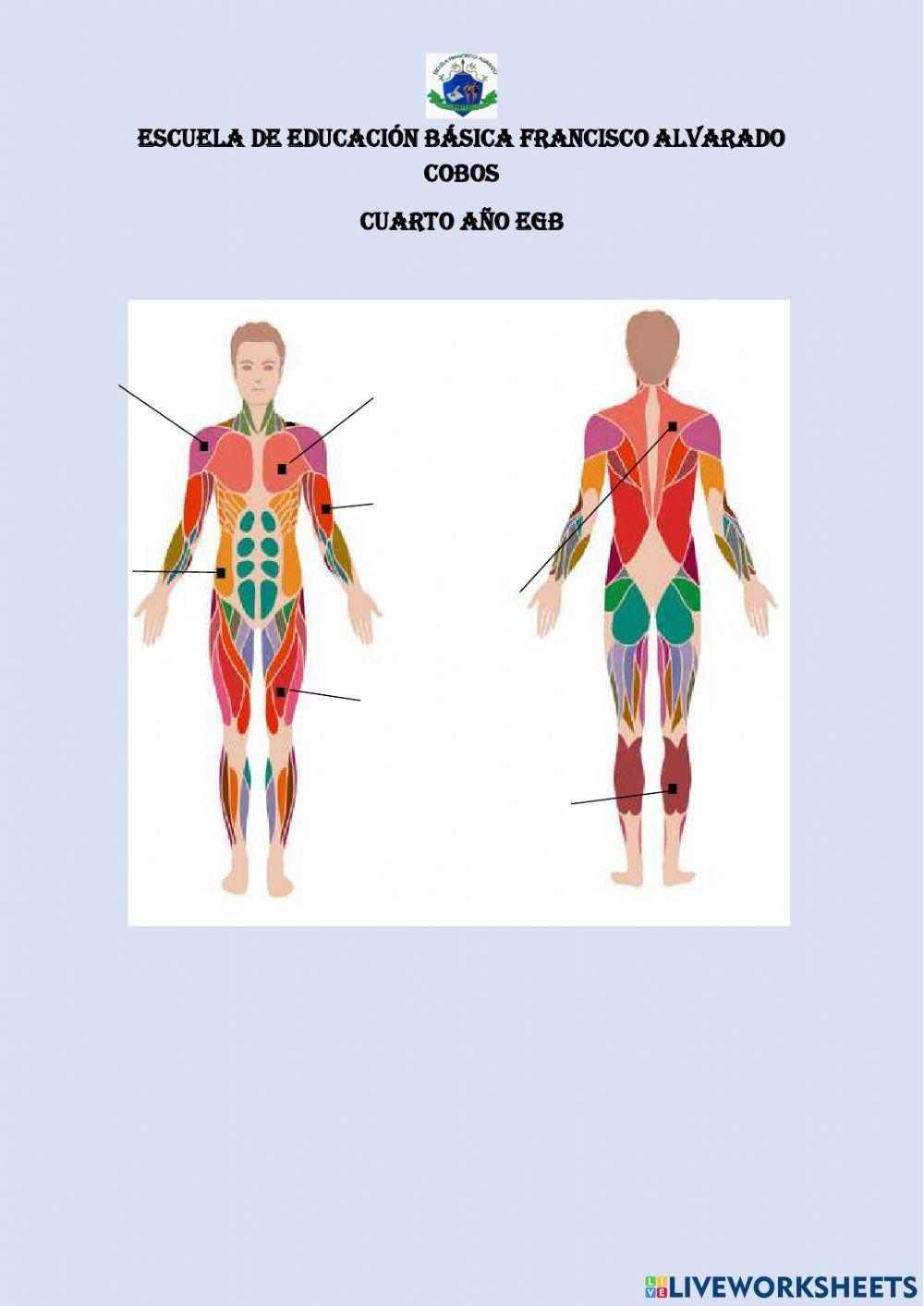 Cuarto año los músculos FAC worksheet | Live Worksheets