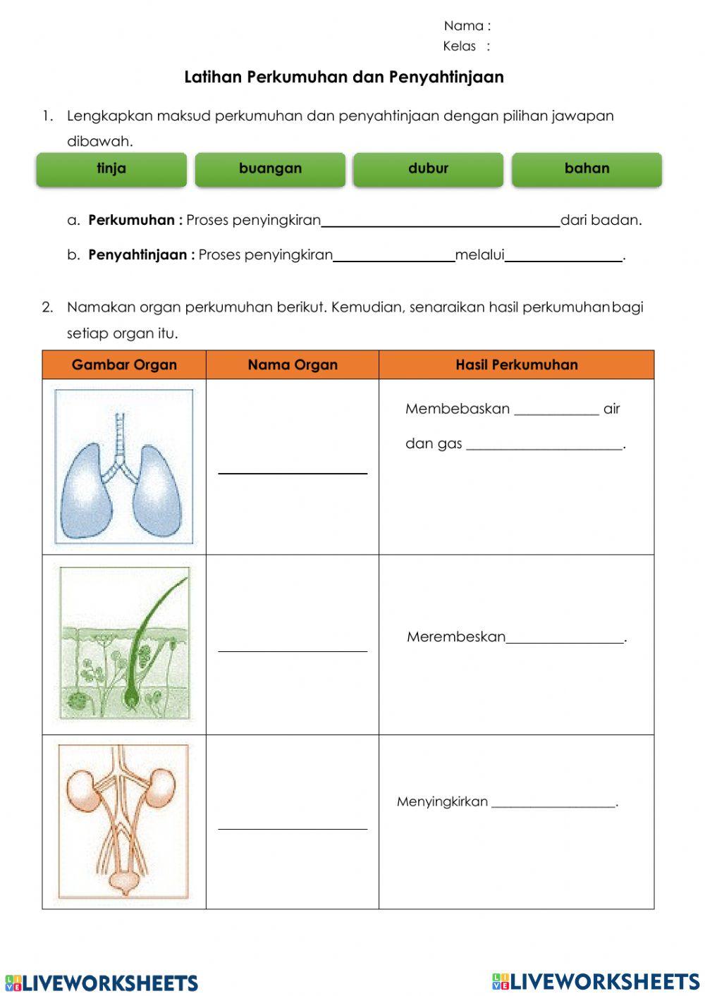 Sains Tahun 4: Organ Perkumuhan Manusia worksheet | Live Worksheets