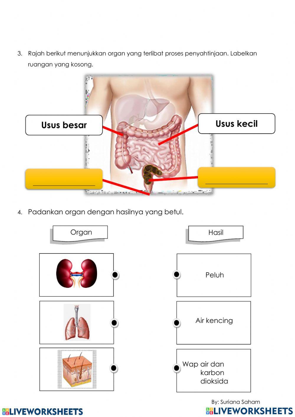 Sains Tahun 4: Organ Perkumuhan Manusia worksheet | Live Worksheets