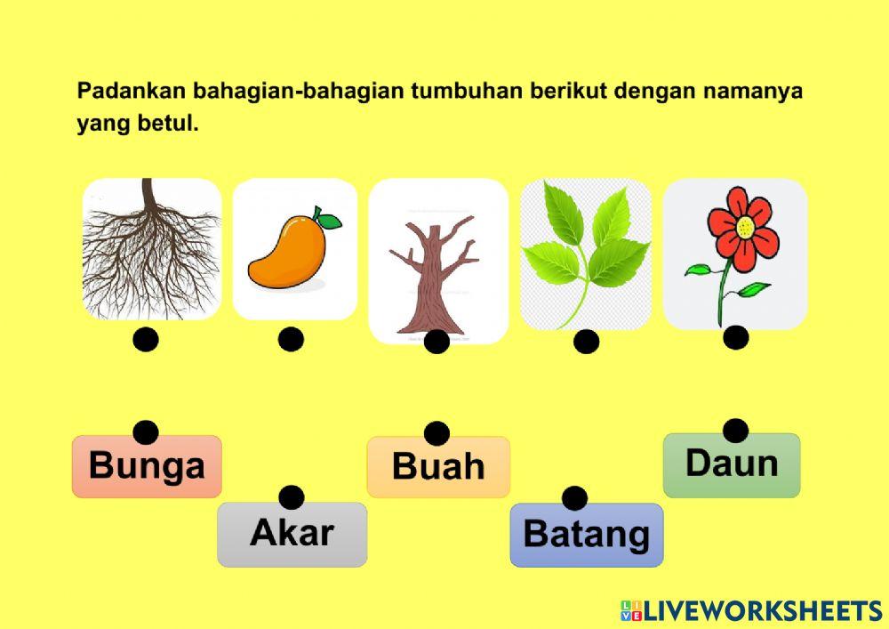 Bahagian tumbuhan exercise for 3-4 | Live Worksheets