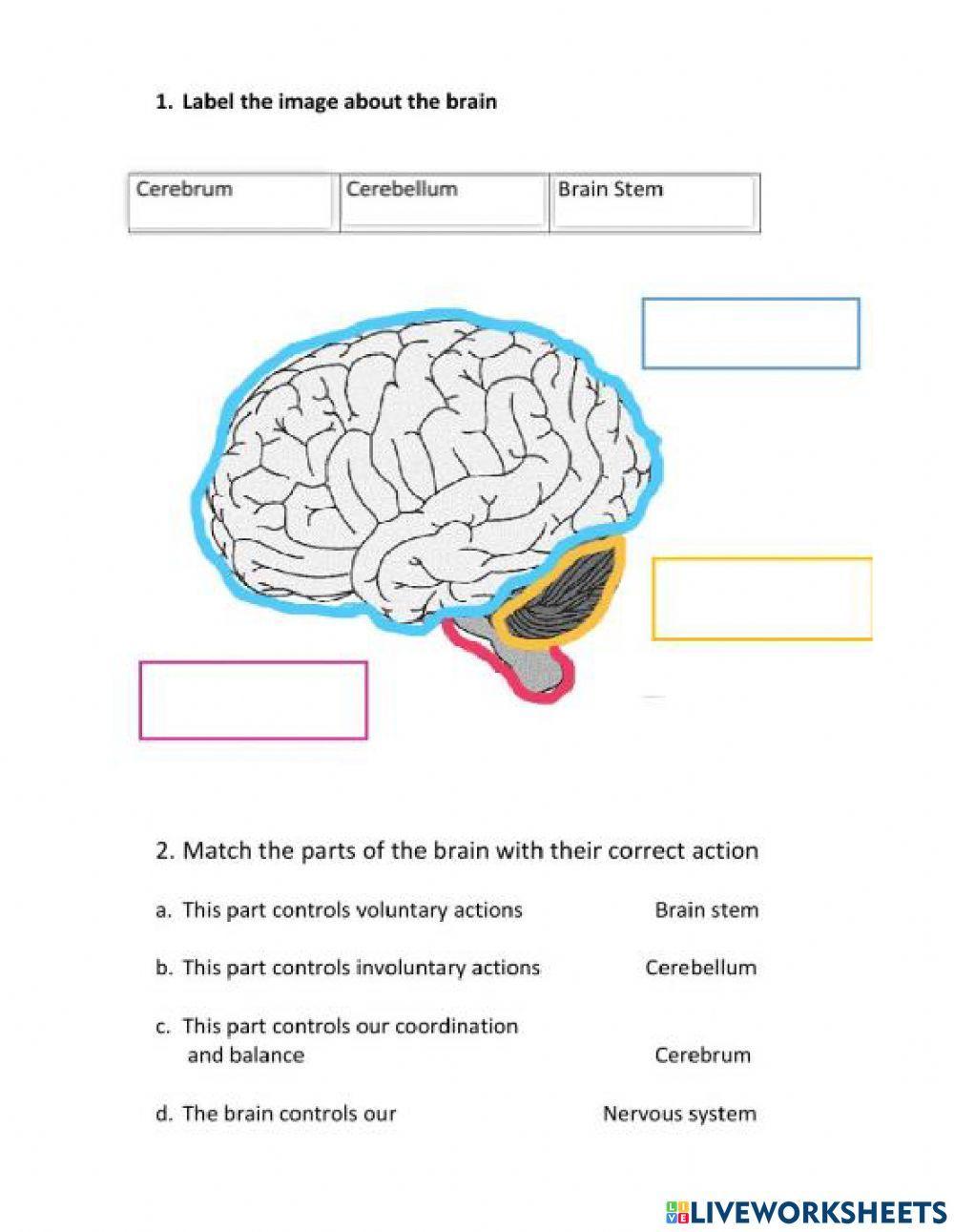 1432302 The Nervous System Psolisgar 1432302 The Nervous System Psolisgar