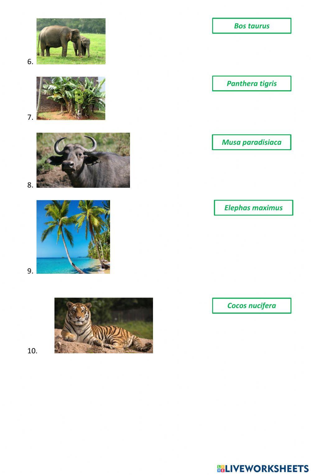 Binomial nomenc… | Free Interactive Worksheets | 1434134