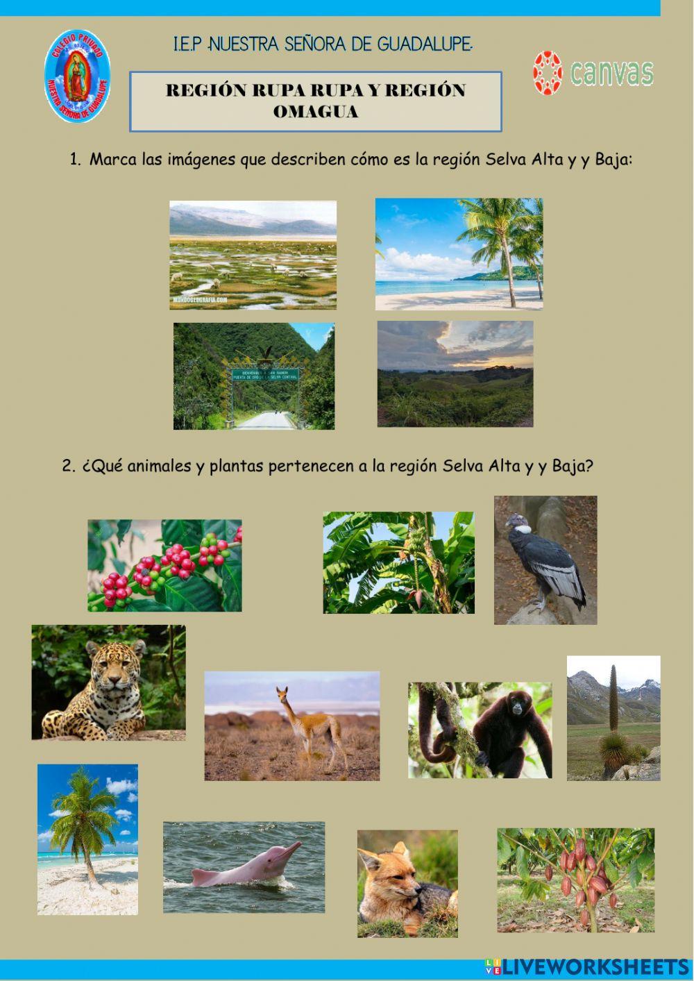 Región Rupa Rup… | Free Interactive Worksheets | 1435033