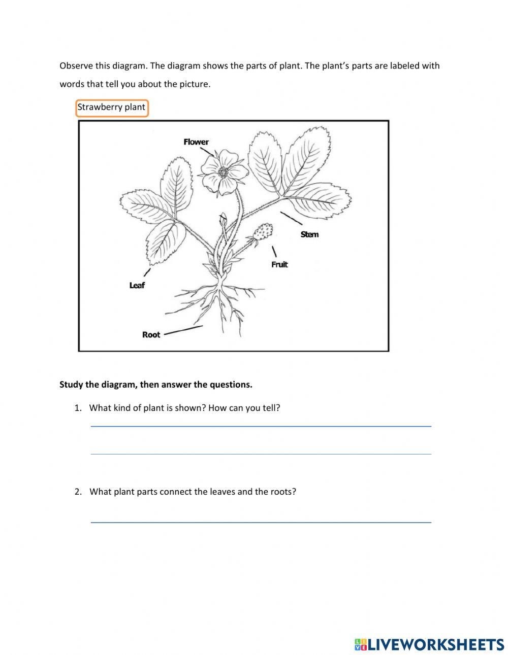 Parts of plants online pdf worksheet for 1 | Live Worksheets