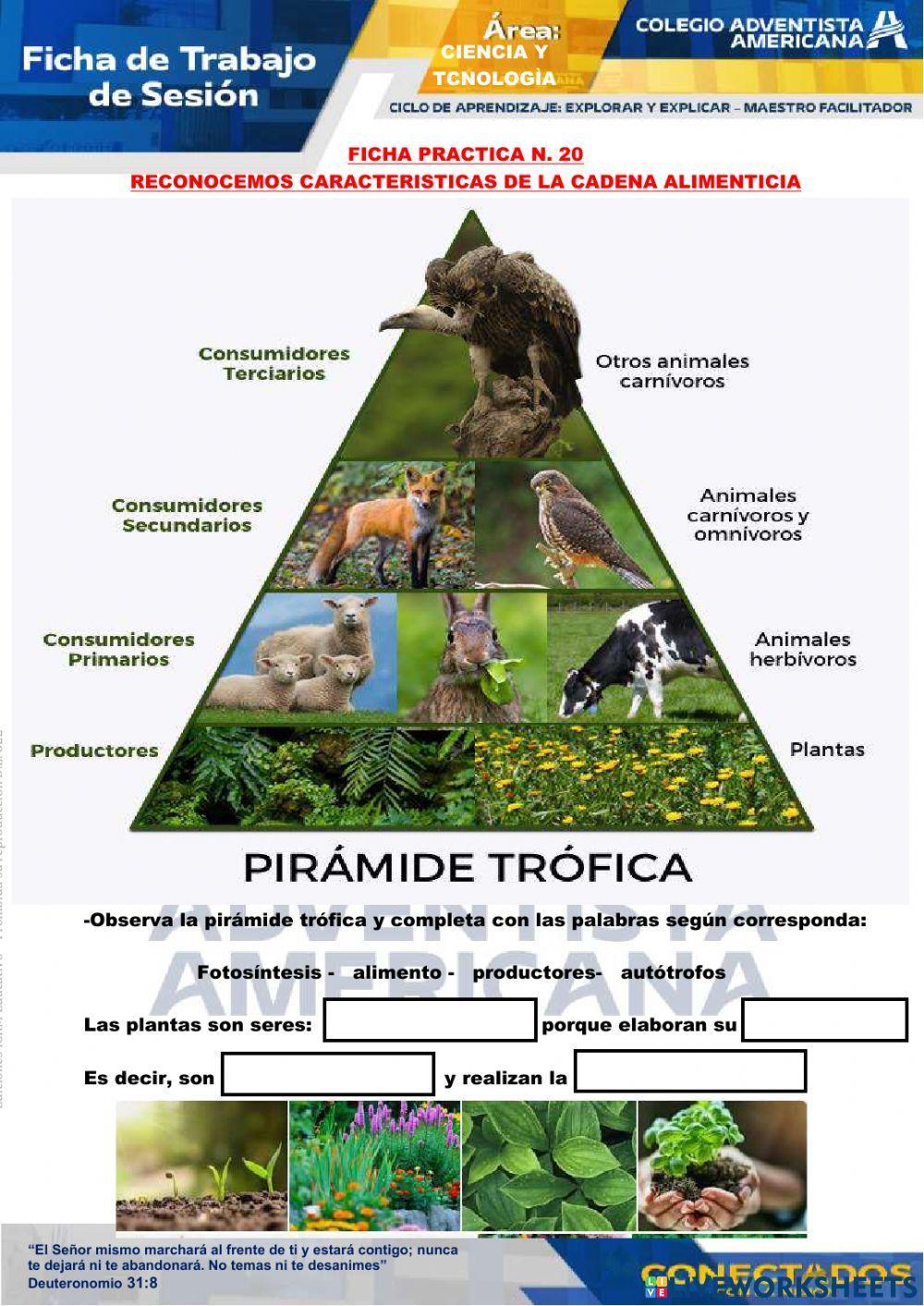 Cadena trofica interactive worksheet for cuarto de primaria | Live ...