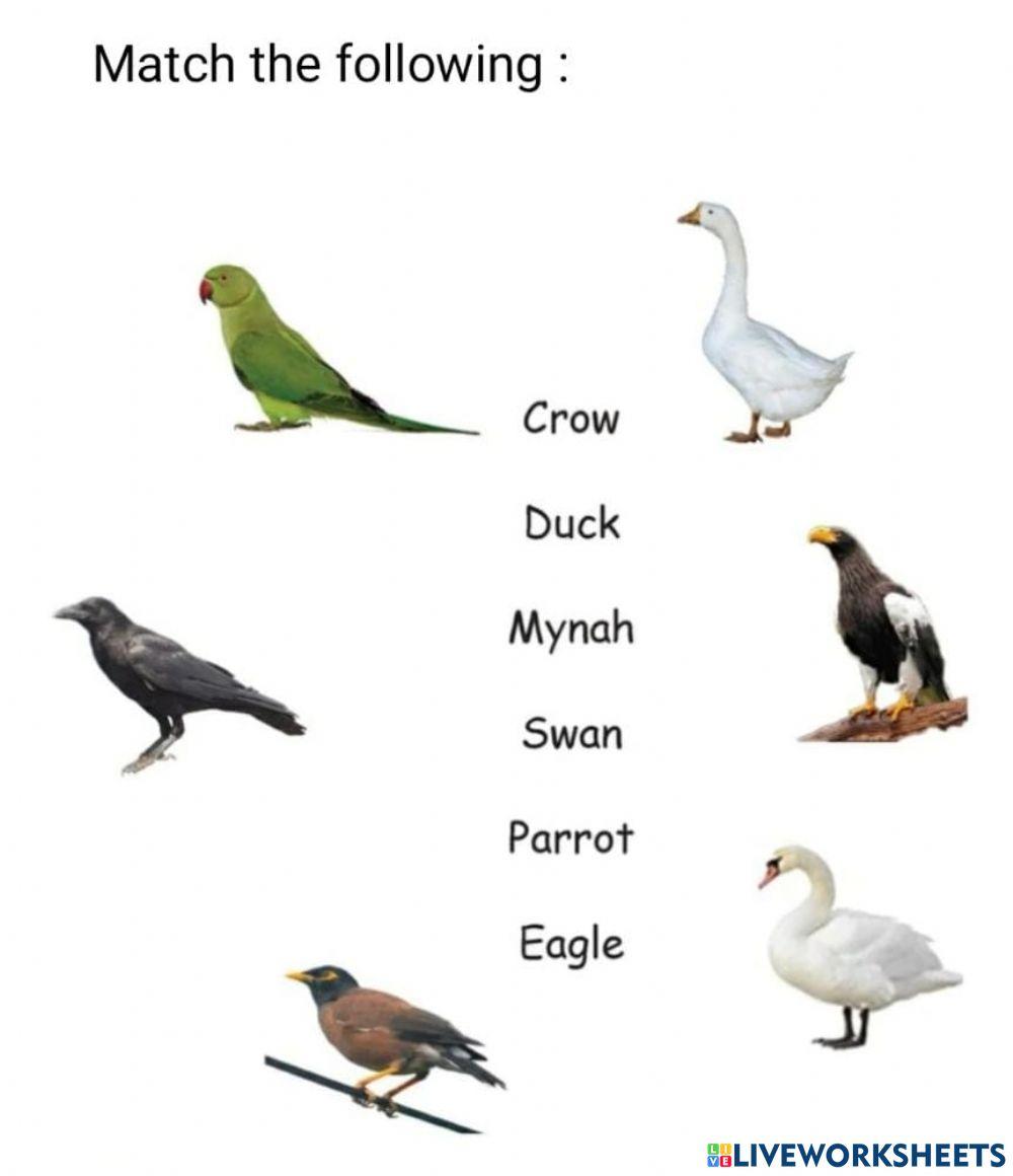 Animals around us | Live Worksheets