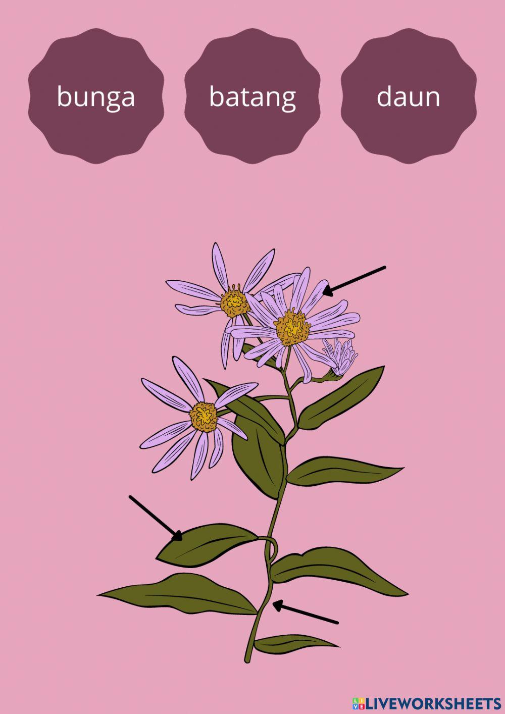 Bahagian Tumbuhan online worksheet for level 2 | Live Worksheets