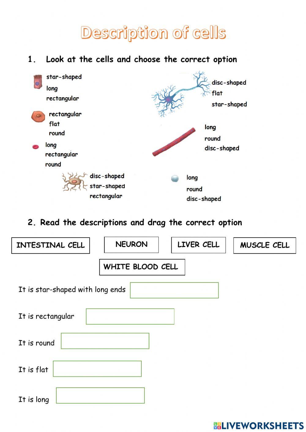 Description of cells worksheet | Live Worksheets