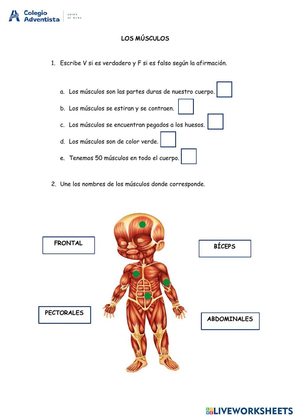 Los músculos | Free Interactive Worksheets | 1444317