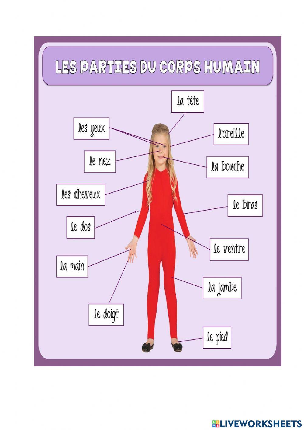 Les parties du corps activity for 5º 6º | Live Worksheets