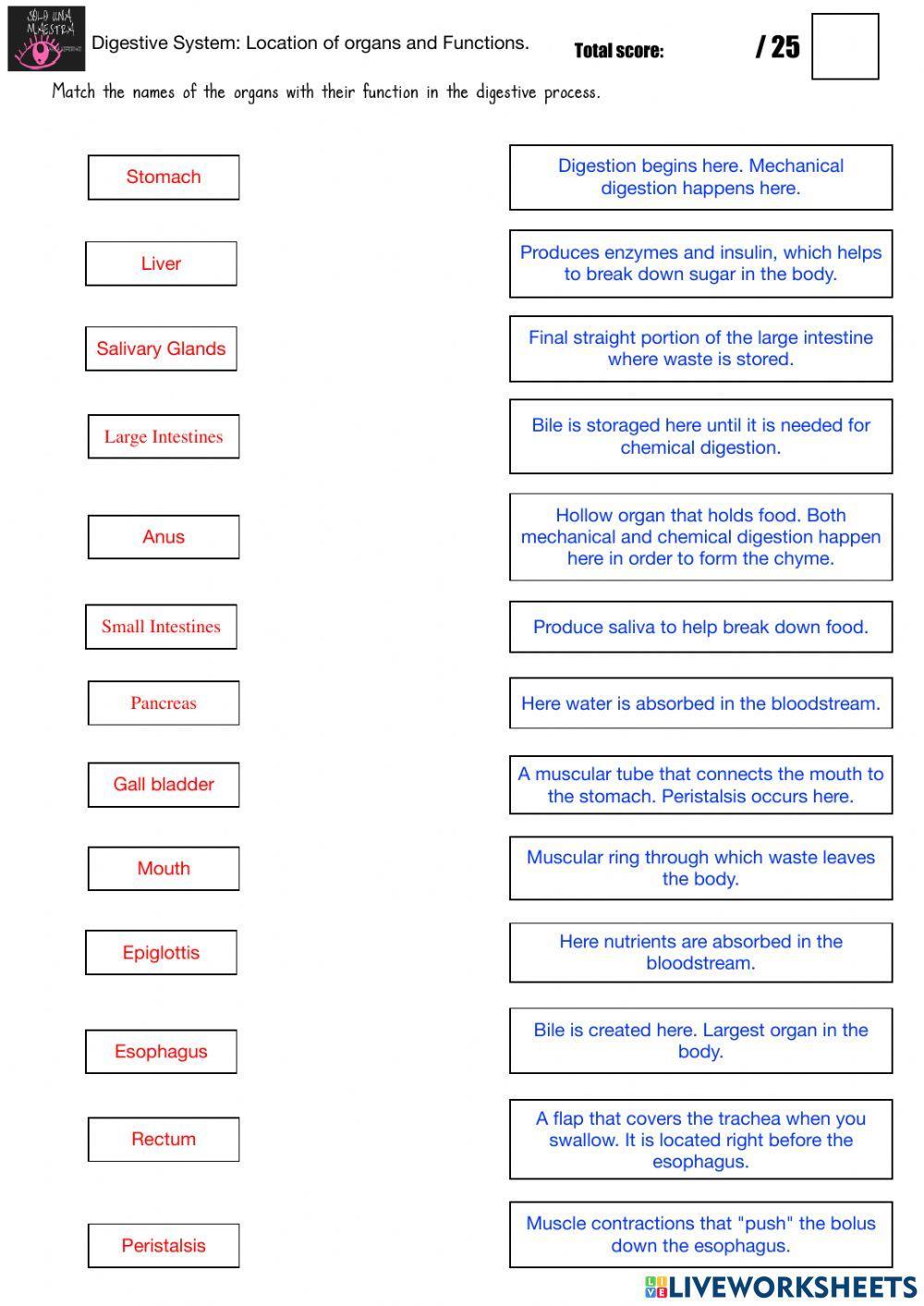 digestive system functions worksheet