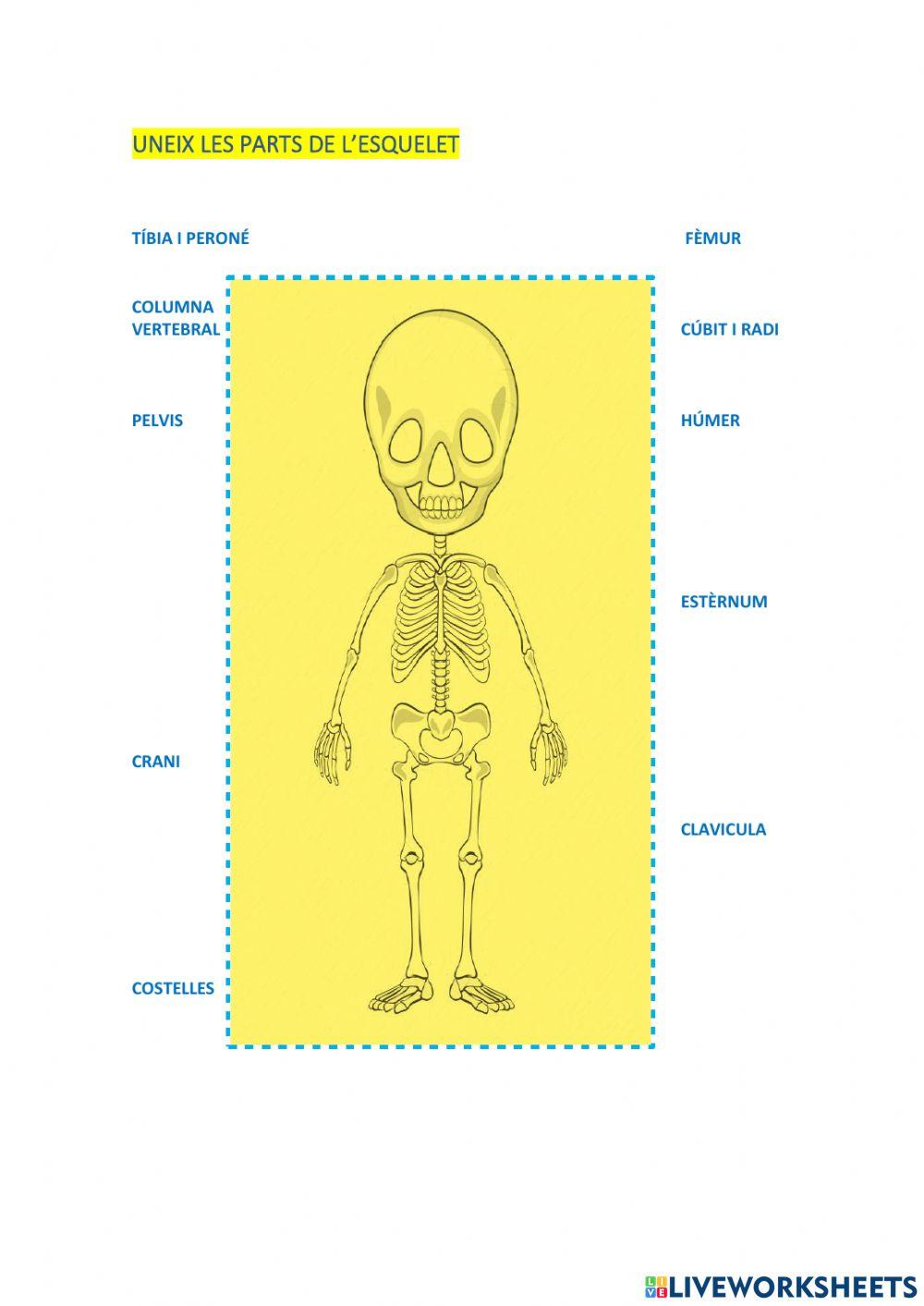 Esquelet parts | Free Interactive Worksheets | 1451742
