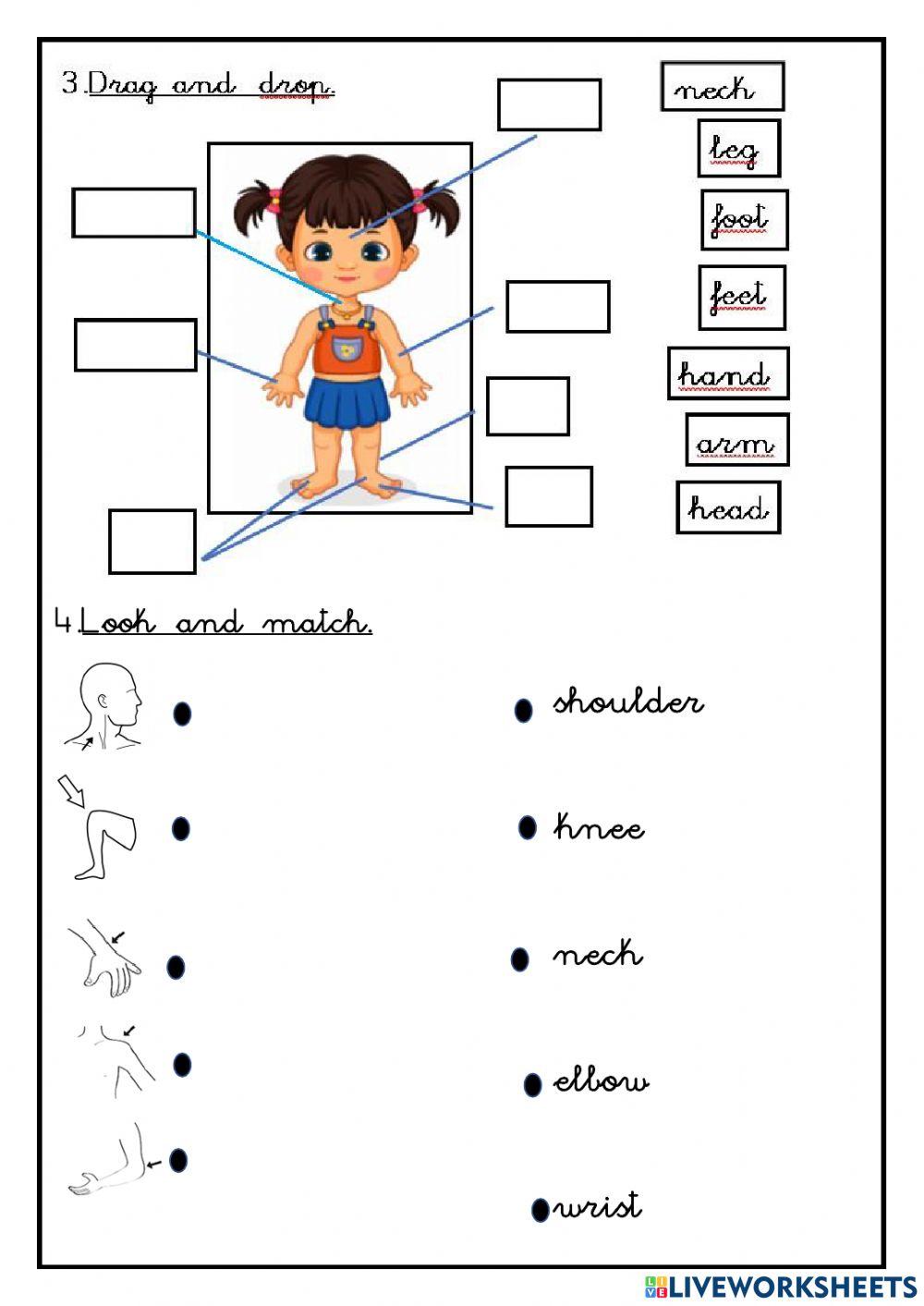 The body | Free Interactive Worksheets | 1452495