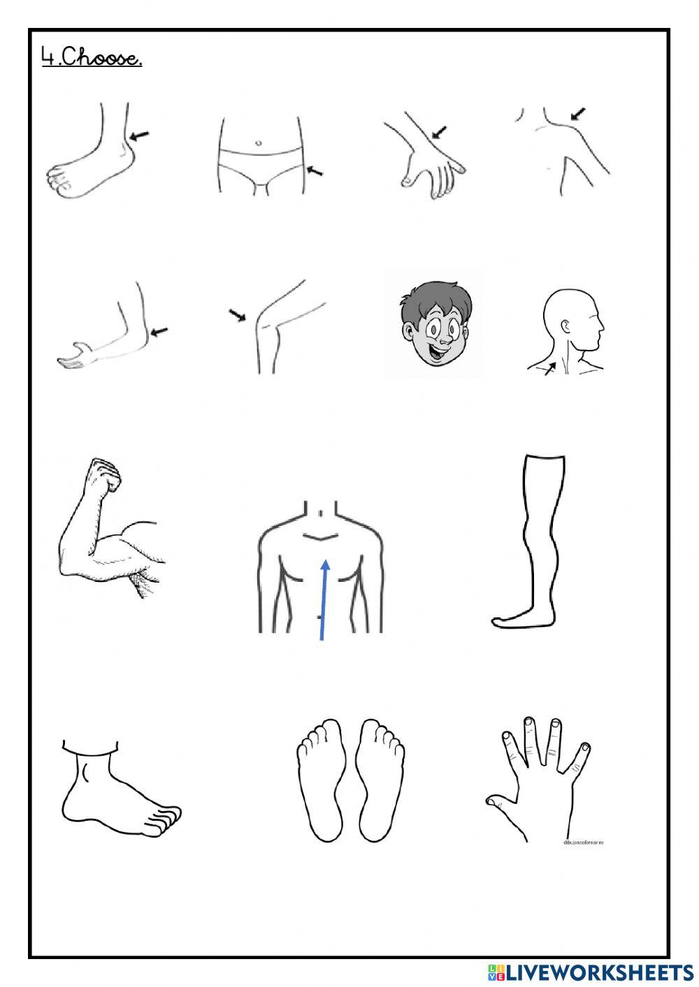 The body | Free Interactive Worksheets | 1452495