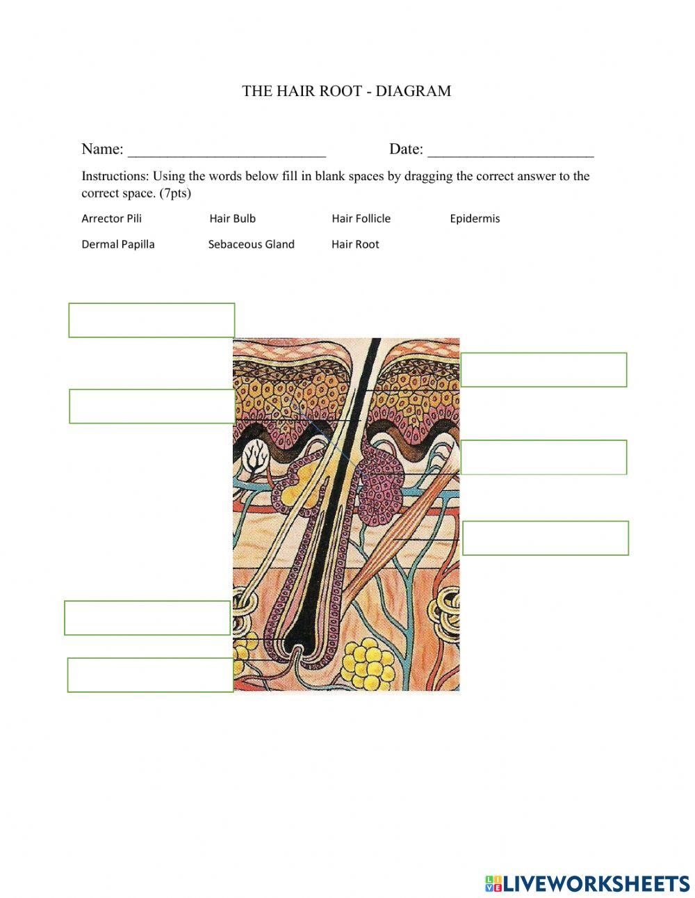 The Hair Root - Diagram 5183672 | cara_ferguson10 | Live