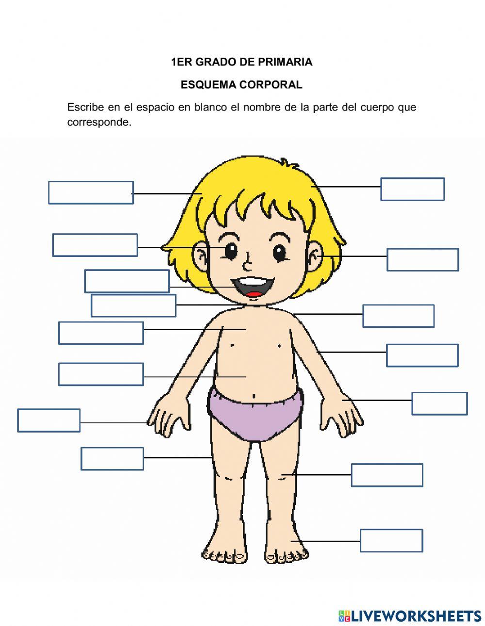 Esquema corporal | Free Interactive Worksheets | 1454418
