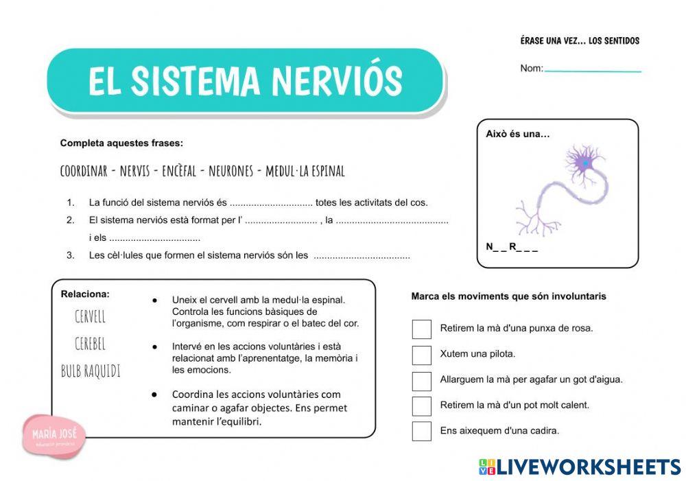 Sistema nerviós 2843 | mjofer | Live Worksheets