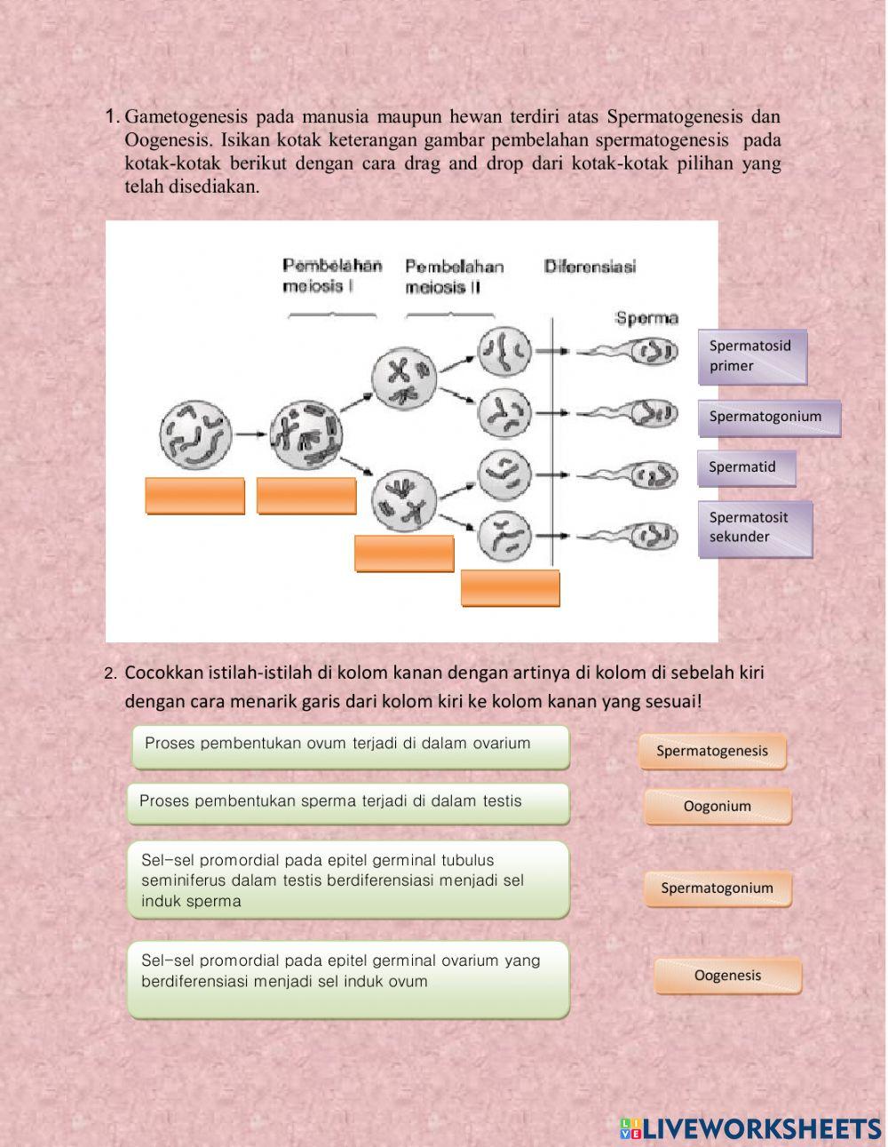 Gametogenesis pada manusia worksheet | Live Worksheets