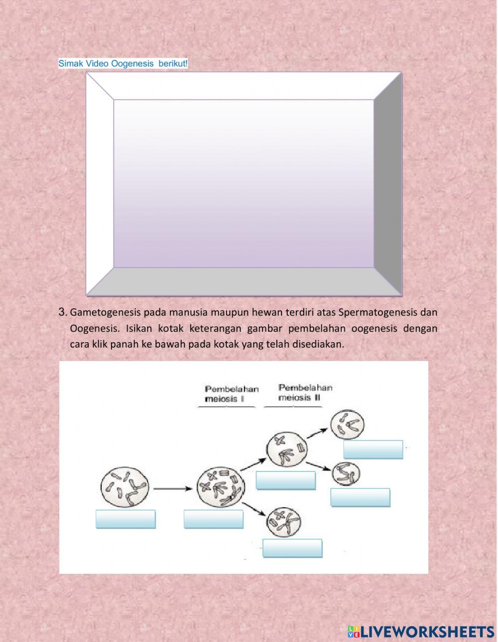 Gametogenesis pada manusia worksheet | Live Worksheets