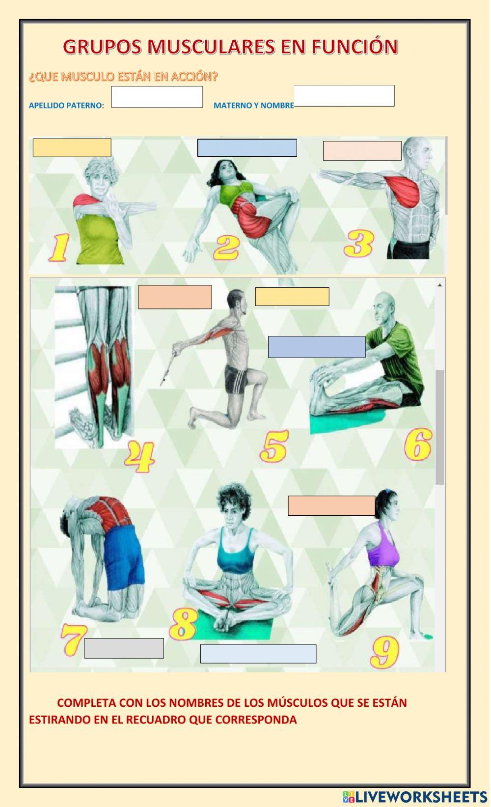 Los musculos exercise for 4to de secundaria | Live Worksheets