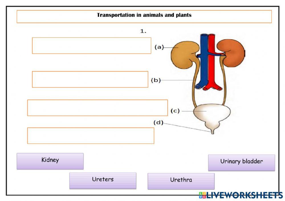 Diagrams worksheet | Live Worksheets