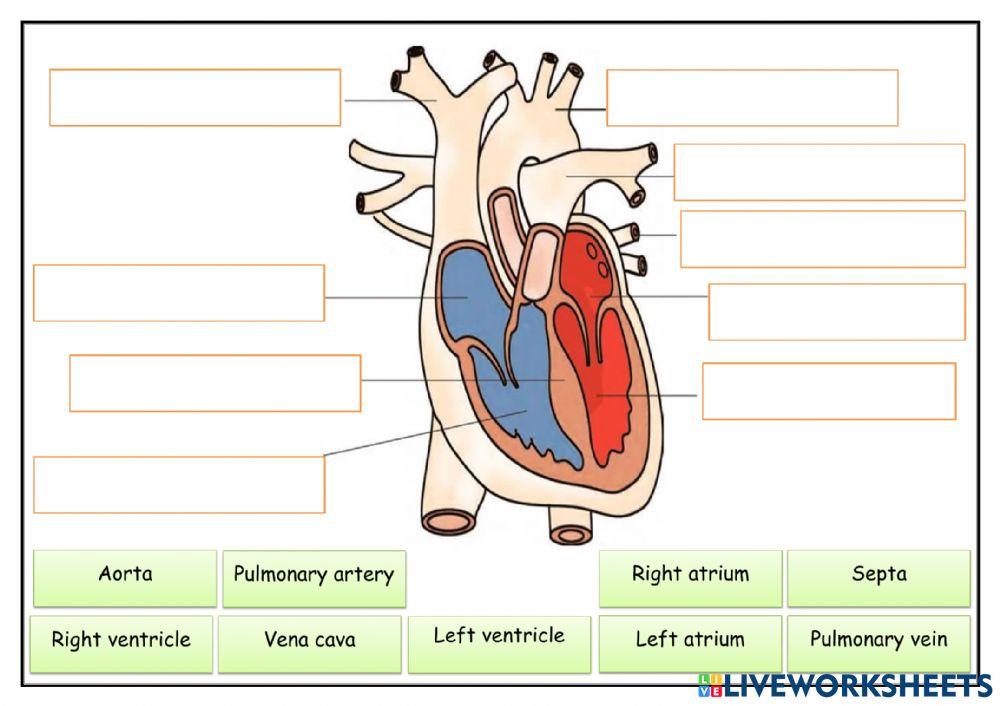 Diagrams worksheet | Live Worksheets