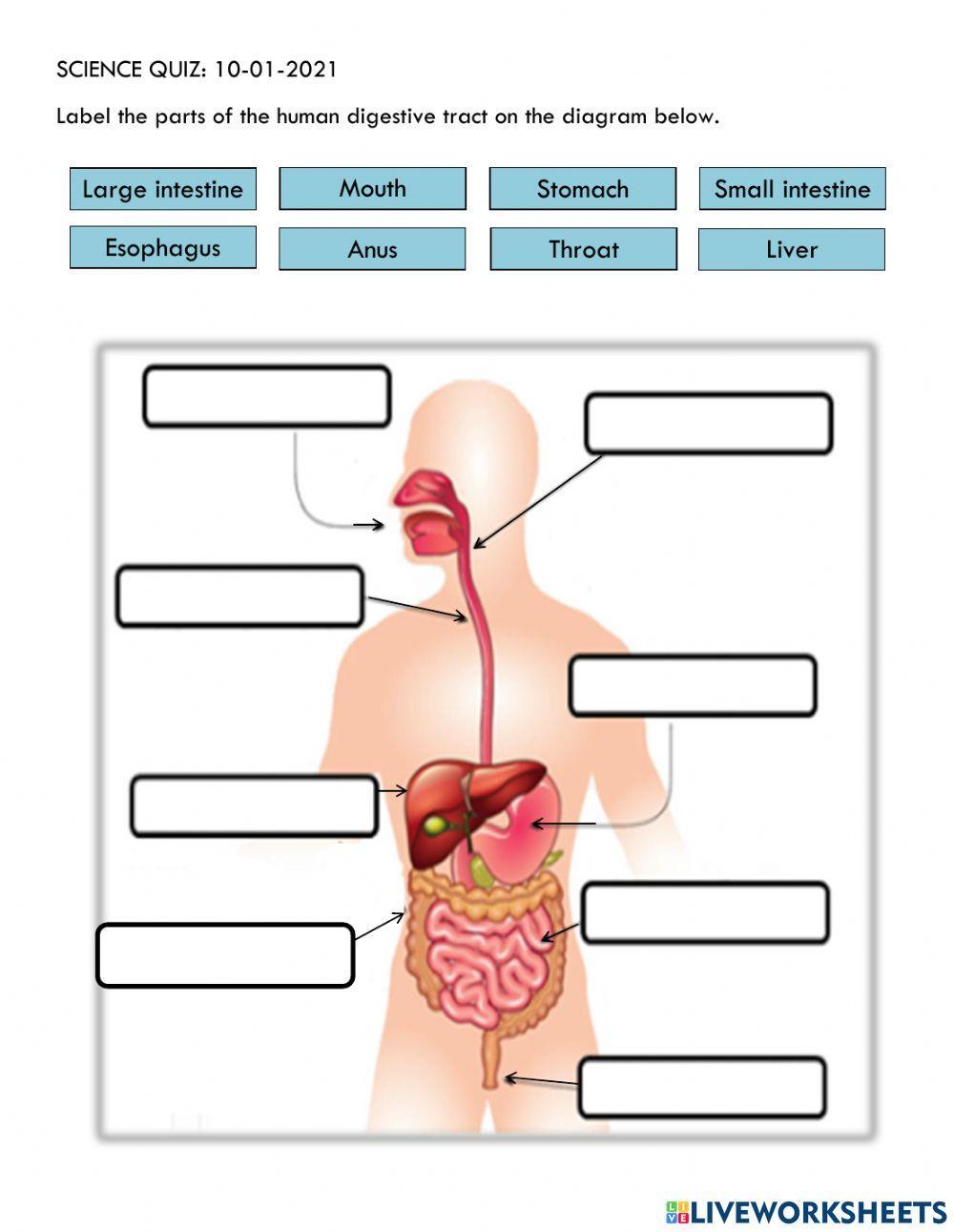 digestive system quiz ks2