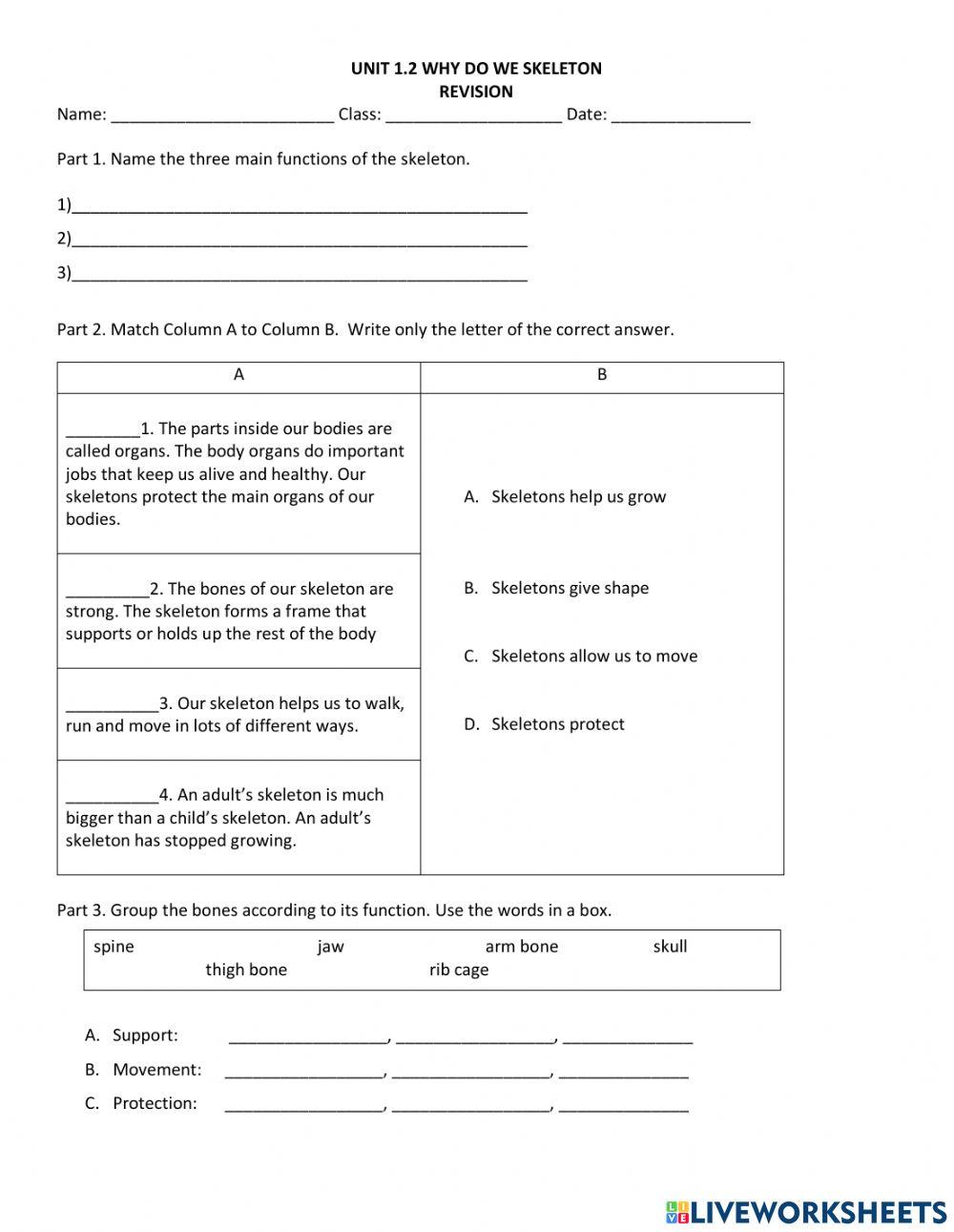 why do we need a skeleton