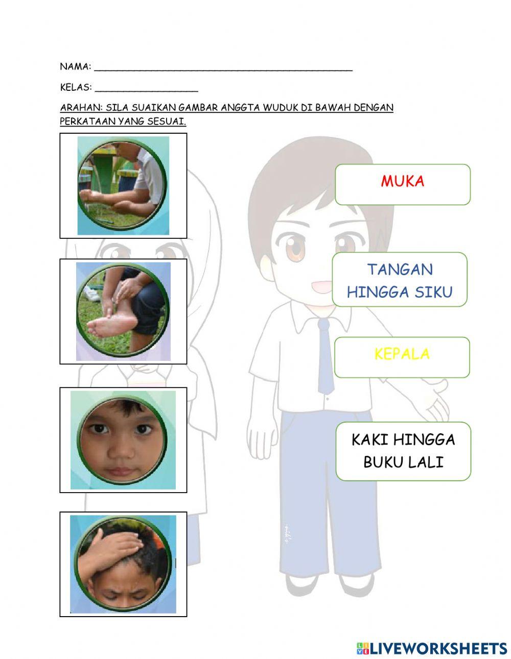 Anggota wuduk yang wajib interactive worksheet | Live Worksheets