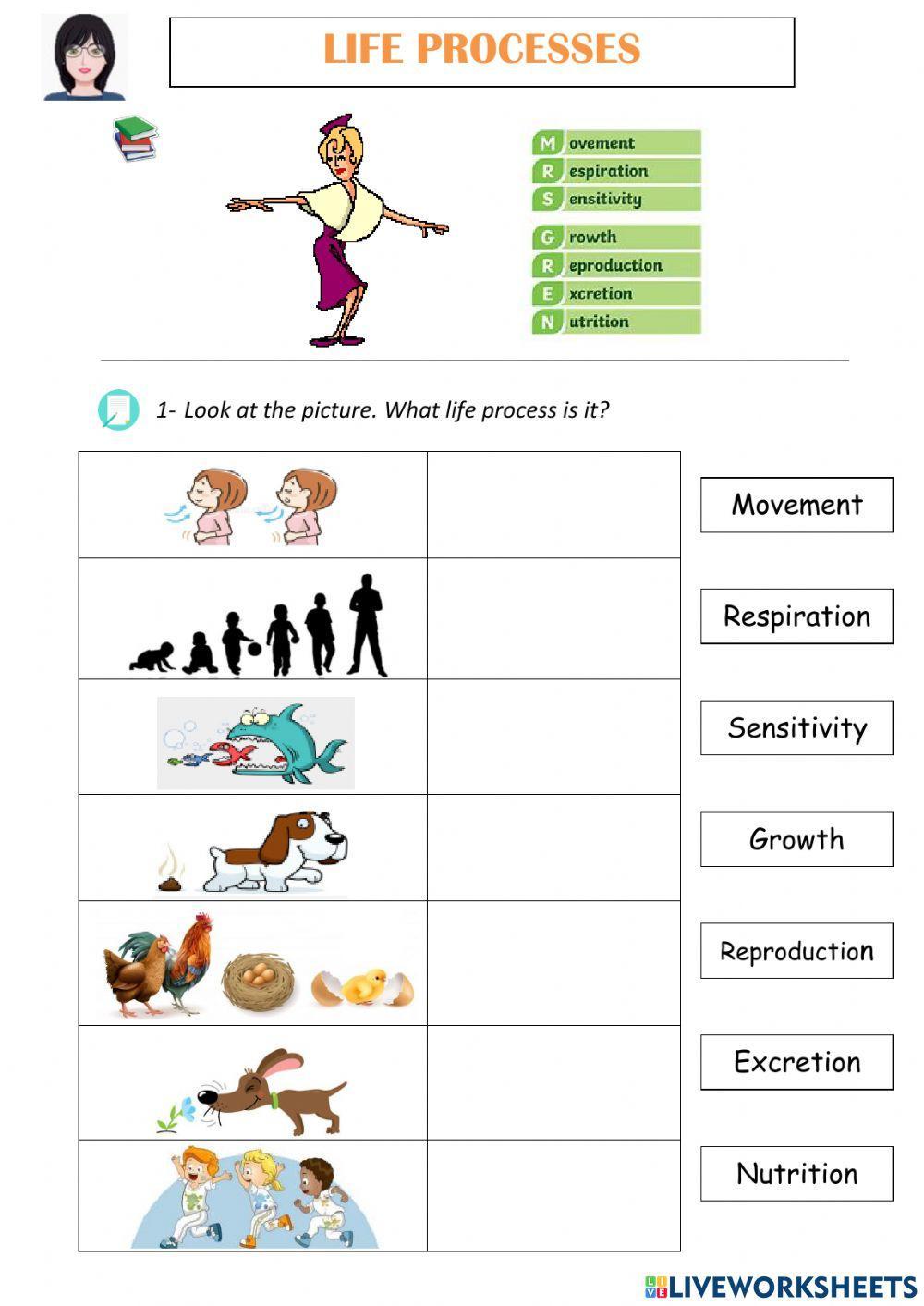 Mrs Gren Life Processes Worksheet Live Worksheets, 55% OFF