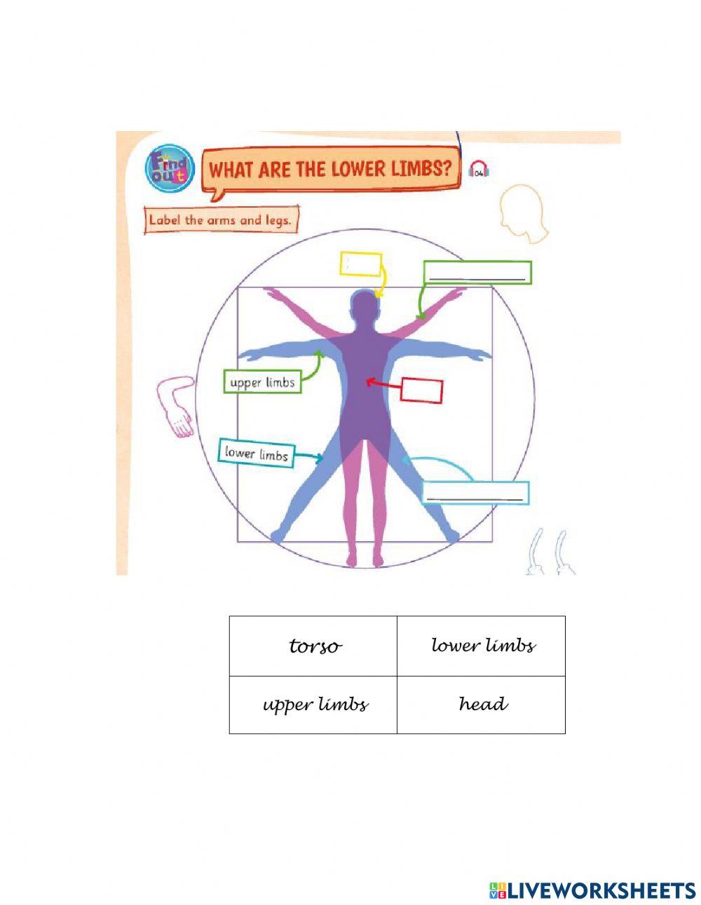 Locomotor system interactive exercise | Live Worksheets