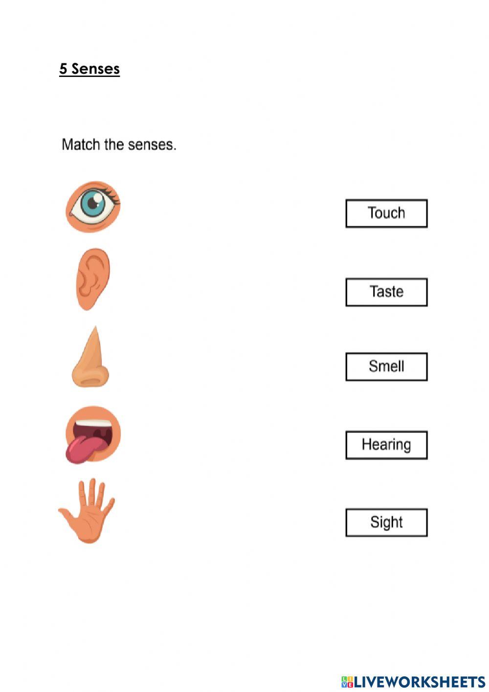 5 senses worksheet interactive worksheet | Live Worksheets