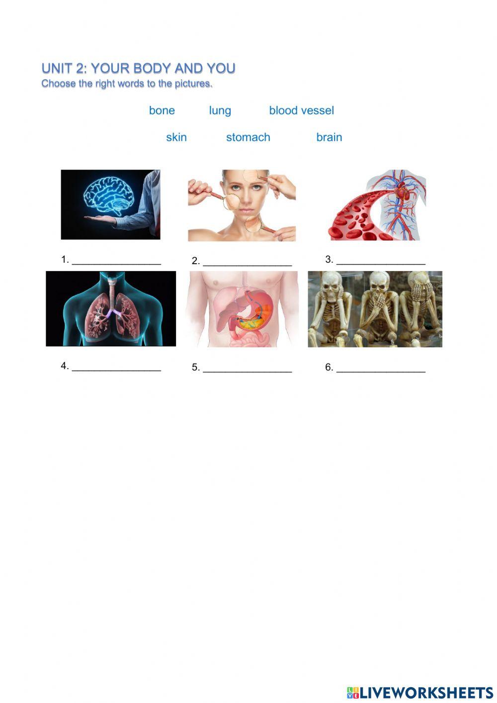 Unit 2.: YOUR BODY AND YOU worksheet | Live Worksheets
