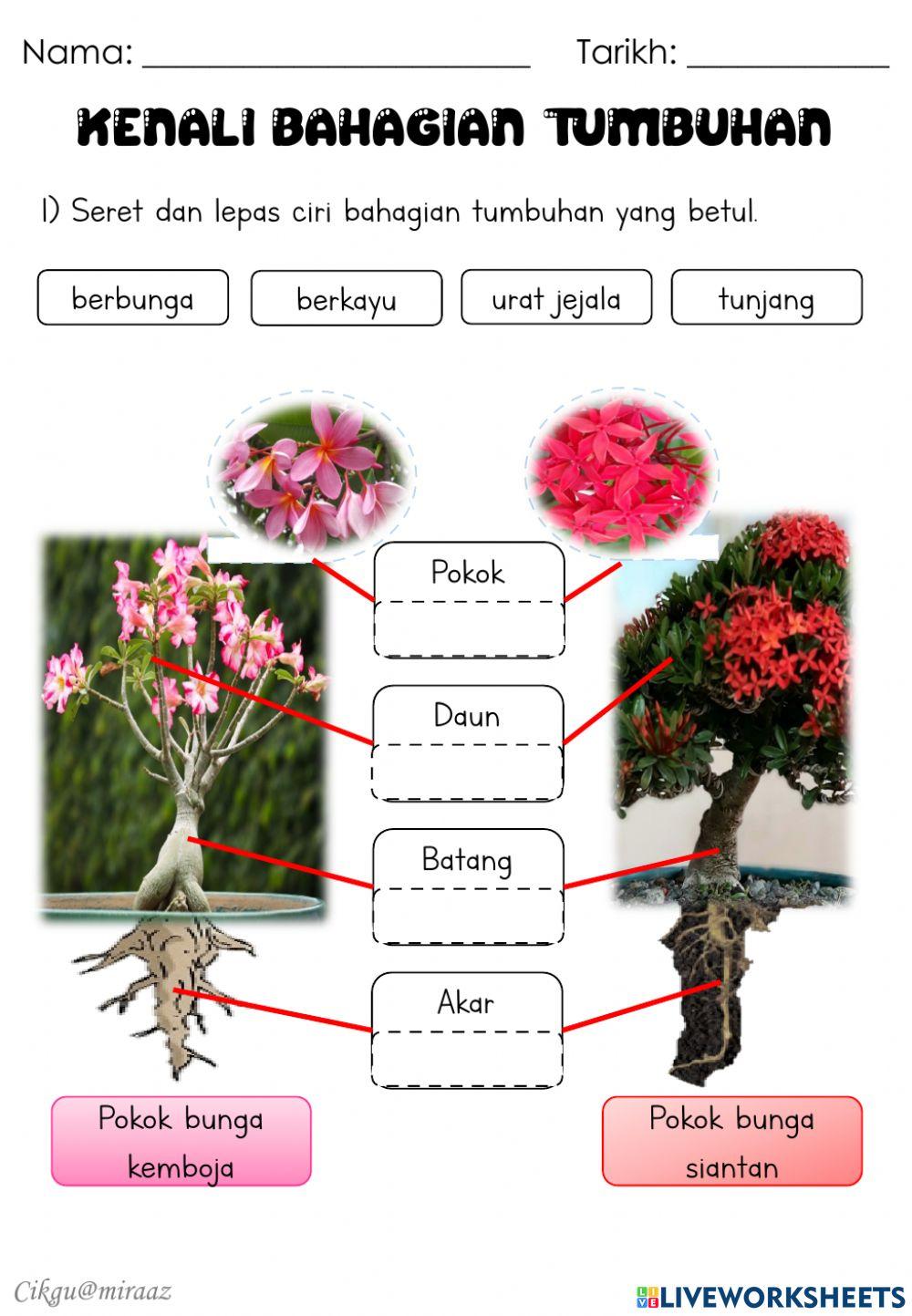 Sains - Bahagian Tumbuhan worksheet | Live Worksheets