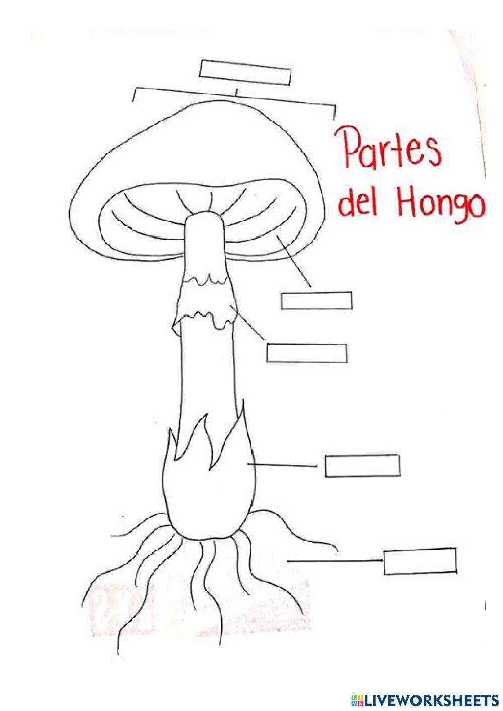 Reino fungi | Free Interactive Worksheets | 1468434