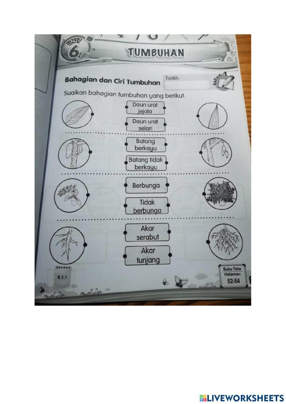 Cubaan activity | Live Worksheets