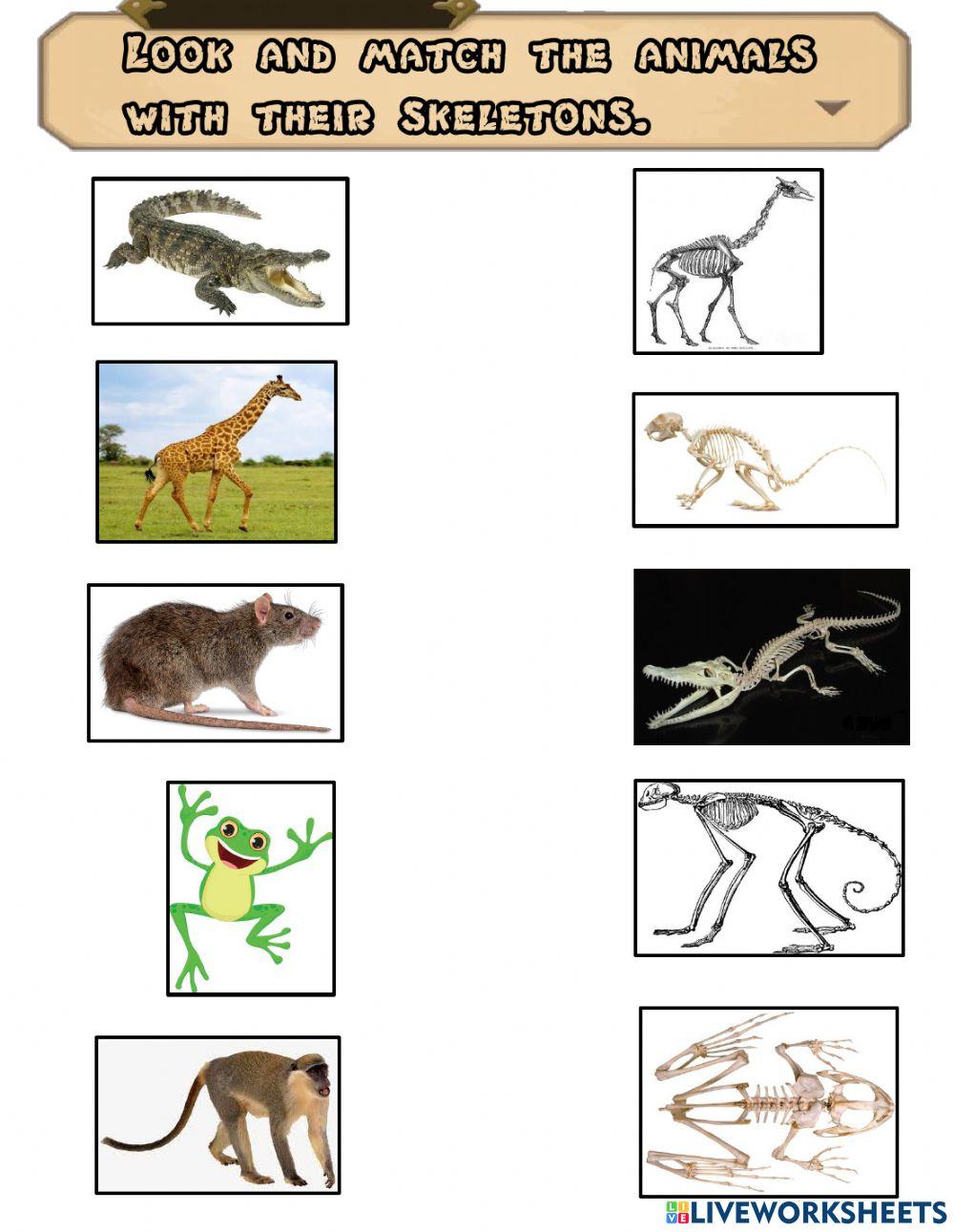 Animals Skeleton Worksheet Live Worksheets animals-skeleton-worksheet-live-worksheets