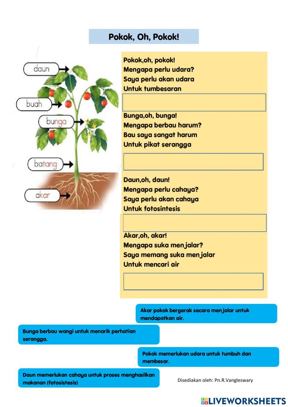 Pokok,Oh,Pokok! worksheet | Live Worksheets