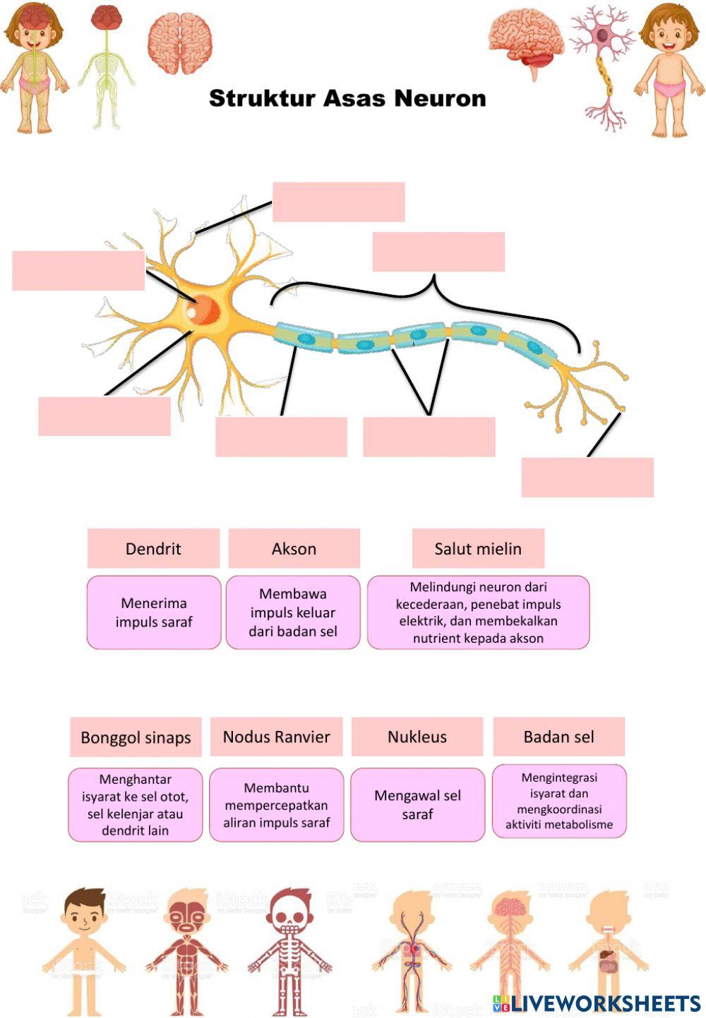 Neuron dan Sinaps worksheet | Live Worksheets