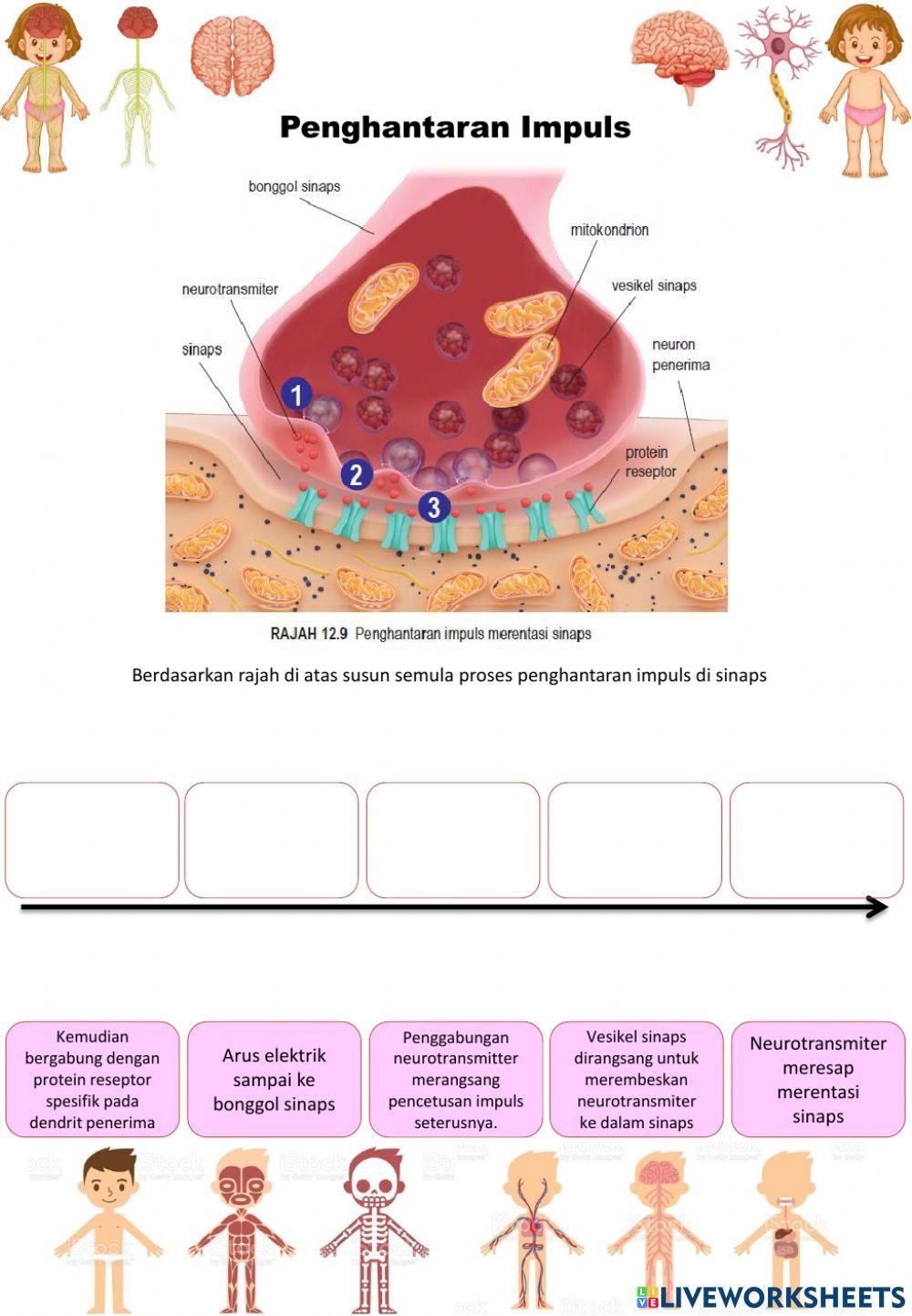 Neuron dan Sinaps worksheet | Live Worksheets