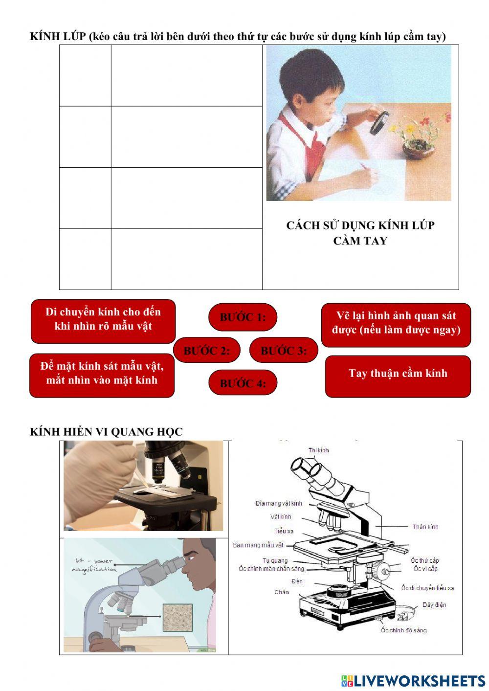 Kính hiển vi quang học và kính lúp cầm tay worksheet | Live Worksheets