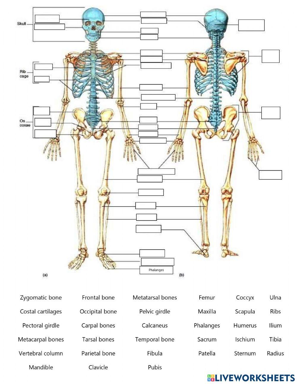 Skeleton 1 online exercise for | Live Worksheets