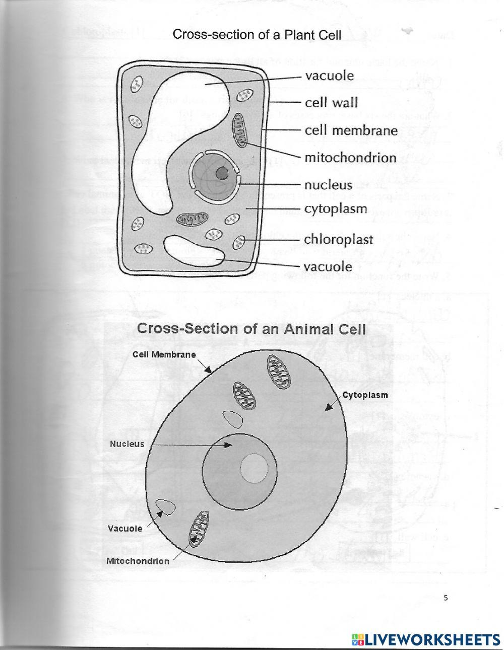 Cells 2 1360272 | Anita Miller | Live Worksheets